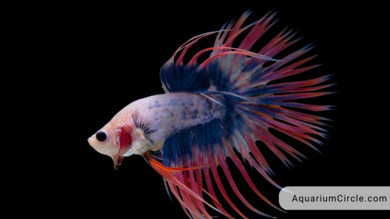 Betta Fish Types - 41 Types Of Betta Fish So Far