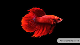 Betta Fish Types - 41 Types Of Betta Fish So Far