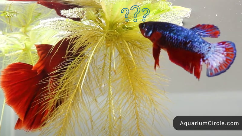 Why Do Betta Fish Fight? 8 Reasons Behind The Aggression Of These ...