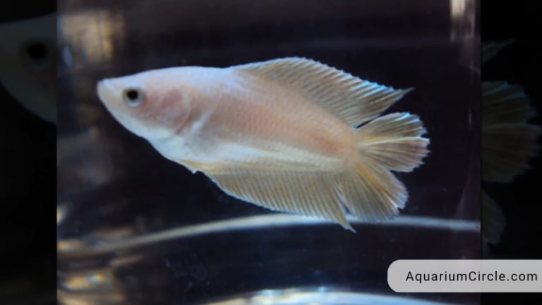 Betta Fish Types - 41 Types Of Betta Fish So Far