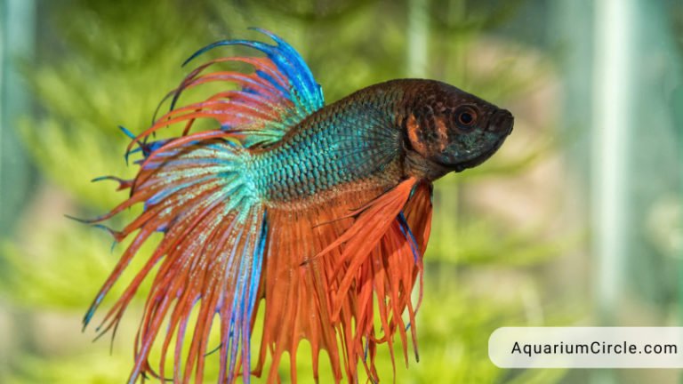 Battling Betta Fish Fin Rot: Symptoms, Causes And How To Cure Betta Fin Rot