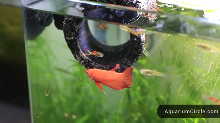 Betta Fish Toys - 17 Best Betta Fish Toys For A Joyful Life