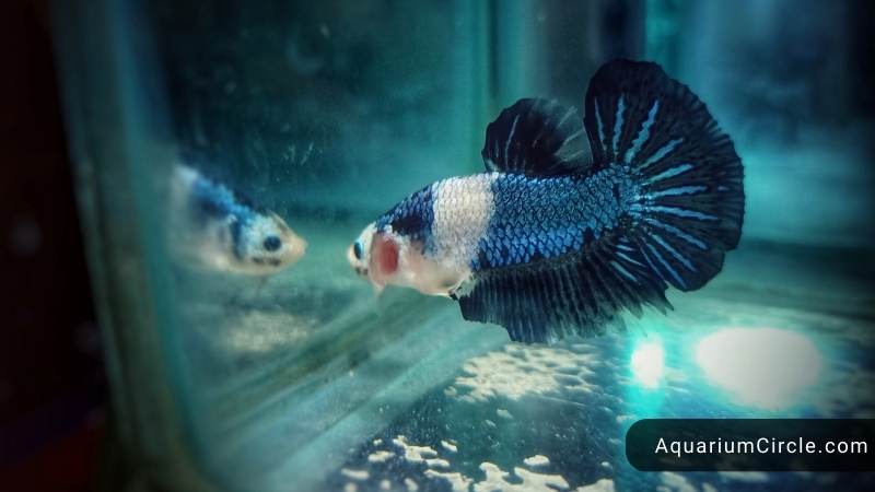 Swim Bladder Disease Betta - Betta Care To Be Aware Of