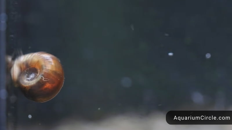 Snails For Betta Tank: 5 Benefits In Your Aquarium