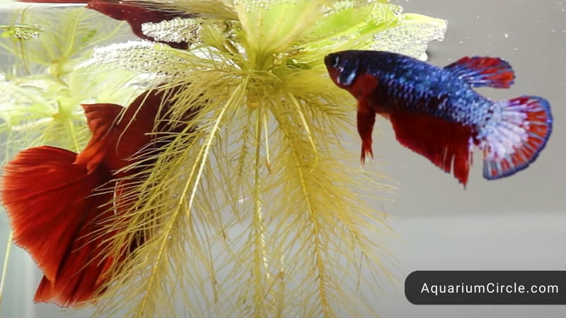 Betta Fish Natural Habitat - AquariumCircle.com