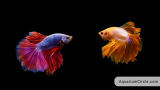 Betta Fish Breeding: How To Breed Betta Fish At Home? Detailed Step-By ...