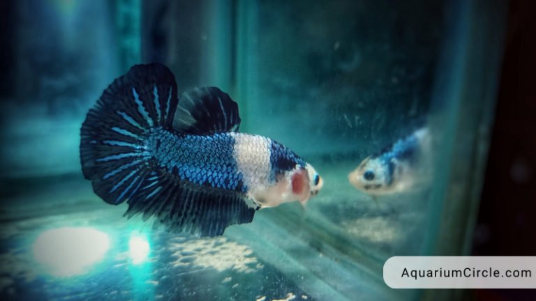 How Big Do Betta Fish Get? How Can You Help Your Betta Fish Grow To ...