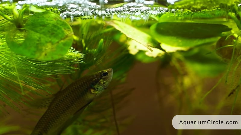 Betta Fish Natural Habitat - AquariumCircle.com