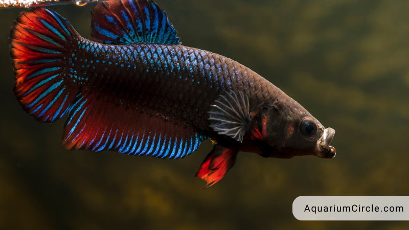 Can Male And Female Betta Fish Live Together? - AquariumCircle.com