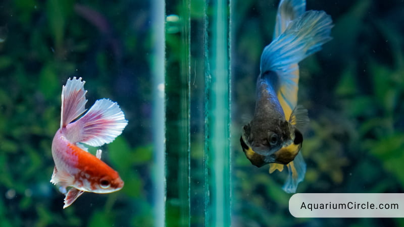 Betta Fish Breeding: How To Breed Betta Fish At Home? Detailed Step-By ...