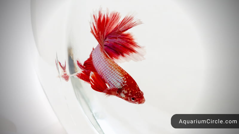 Dropsy Betta - Symptoms, Causes And How To Treat Dropsy In Betta Fish