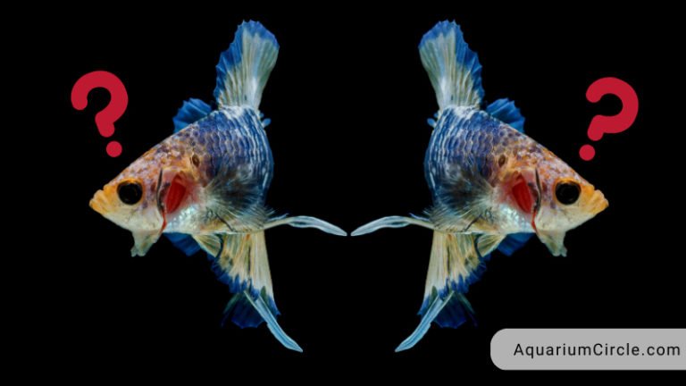 Dropsy Betta - Symptoms, Causes And How To Treat Dropsy In Betta Fish