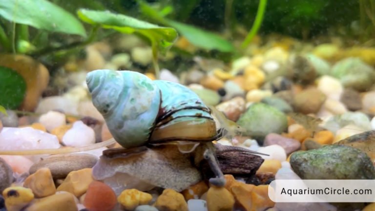Snails For Betta Tank: 5 Benefits In Your Aquarium