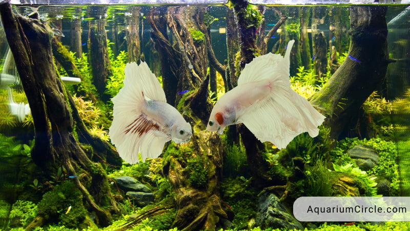 Can Female Betta Fish Live Together? AquariumCircle.com