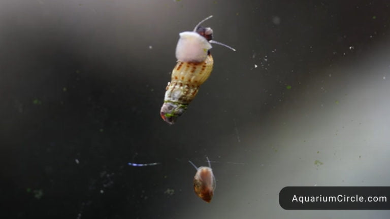 Snails For Betta Tank: 5 Benefits In Your Aquarium