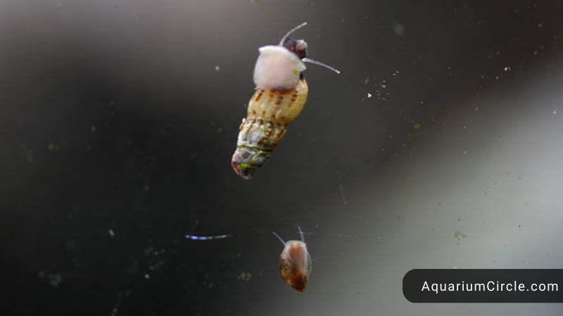 Snails For Betta Tank: 5 Benefits In Your Aquarium