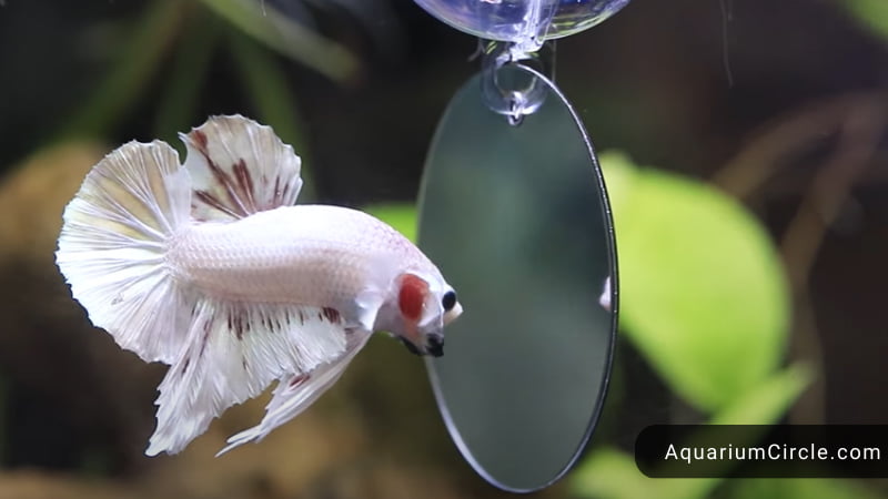 Betta Fish Toys - 17 Best Betta Fish Toys For A Joyful Life