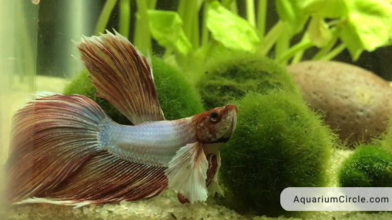 Betta Fish Toys - 17 Best Betta Fish Toys For A Joyful Life