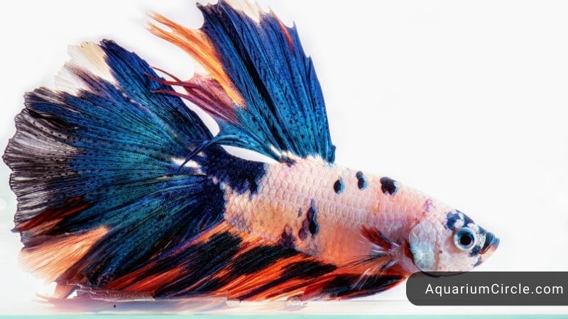 Halfmoon Betta Fish Care: Comforting Tank Living Conditions