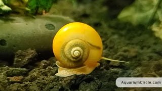 Snails For Betta Tank: 5 Benefits In Your Aquarium