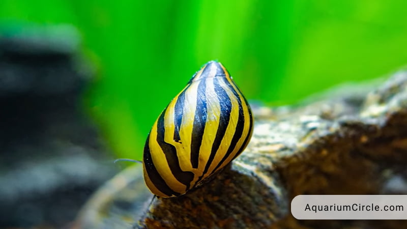 Snails For Betta Tank: 5 Benefits In Your Aquarium