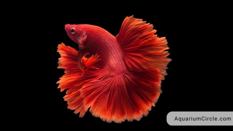 Betta Fish Types - 41 Types Of Betta Fish So Far