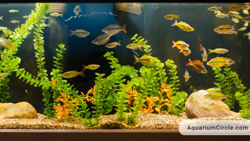 Betta Fish Tank Setup - How To Set Up Your First Betta Fish Tank ...