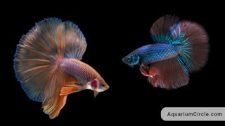 Can Male And Female Betta Fish Live Together? - AquariumCircle.com