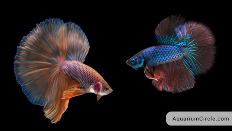 Can Male And Female Betta Fish Live Together? - AquariumCircle.com
