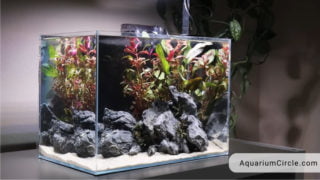 Betta Fish Tank Setup - How To Set Up Your First Betta Fish Tank ...