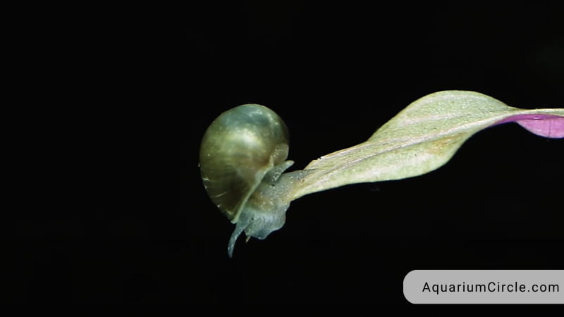Snails For Betta Tank: 5 Benefits In Your Aquarium