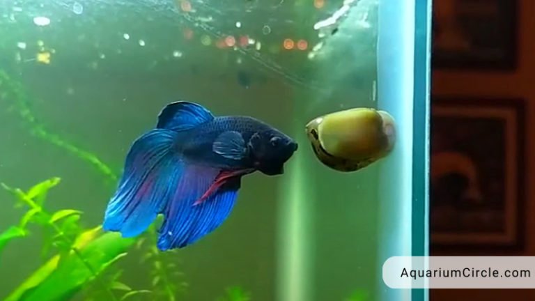 Snails For Betta Tank: 5 Benefits In Your Aquarium