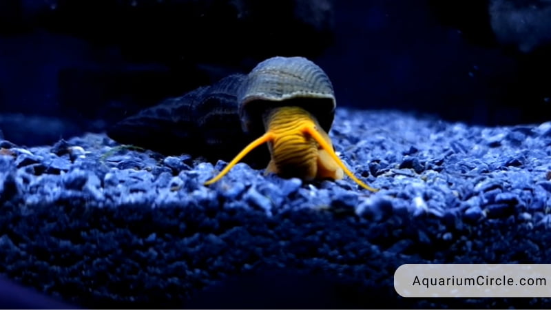 Snails For Betta Tank: 5 Benefits In Your Aquarium