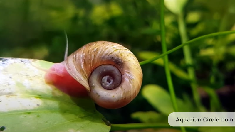 Snails For Betta Tank: 5 Benefits In Your Aquarium