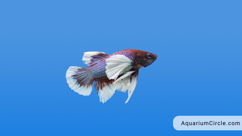 Can Female Betta Fish Live Together? AquariumCircle.com