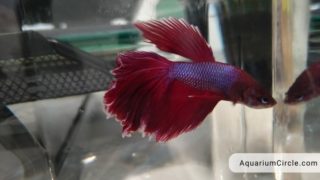 Aquarium Salt For Betta Fish - 7 Questions You Should Notice