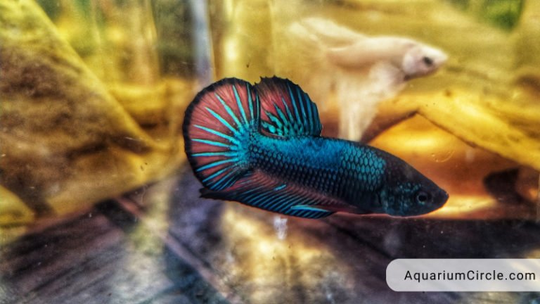 Can Female Betta Fish Live Together? AquariumCircle.com
