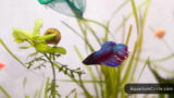 Snails For Betta Tank: 5 Benefits In Your Aquarium