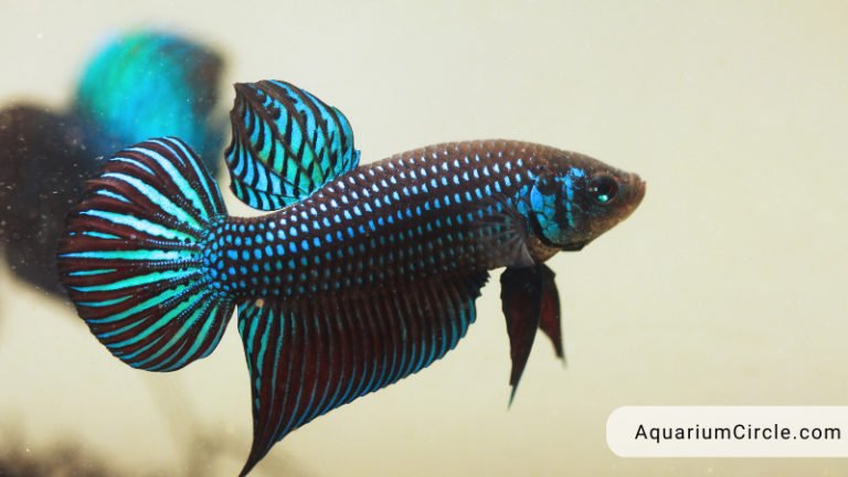 Betta Fish Types - 41 Types Of Betta Fish So Far