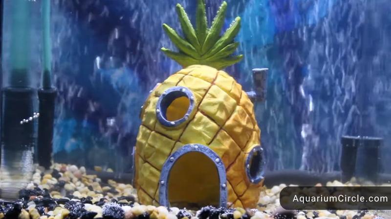 Betta Fish Toys - 17 Best Betta Fish Toys For A Joyful Life