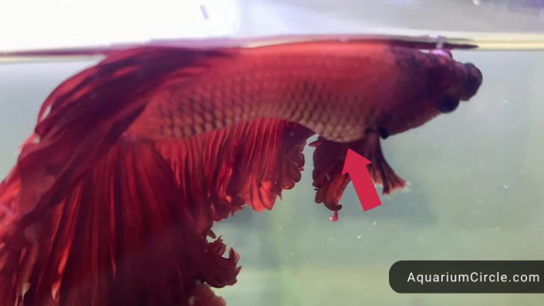 Betta Fish Bloated - 4 Important Things You Should Know About Bloated ...