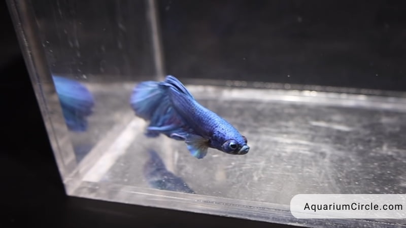 Understanding Betta Popeye: Symptoms, Causes And How To Treat Betta ...