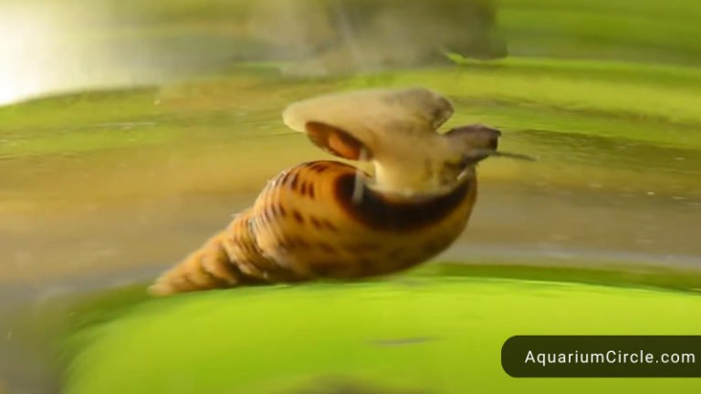 Snails For Betta Tank: 5 Benefits In Your Aquarium