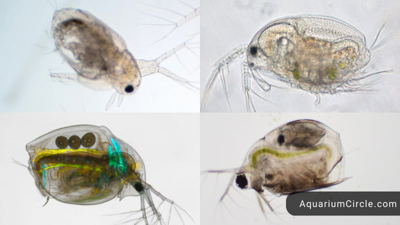 Daphnia For Betta Fish - A Delicious And Nutritious Treat For Your Bettas