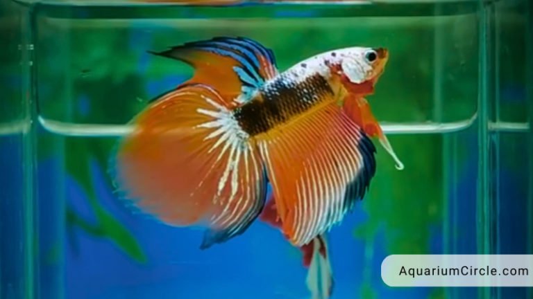 Betta Fish Types - 41 Types Of Betta Fish So Far