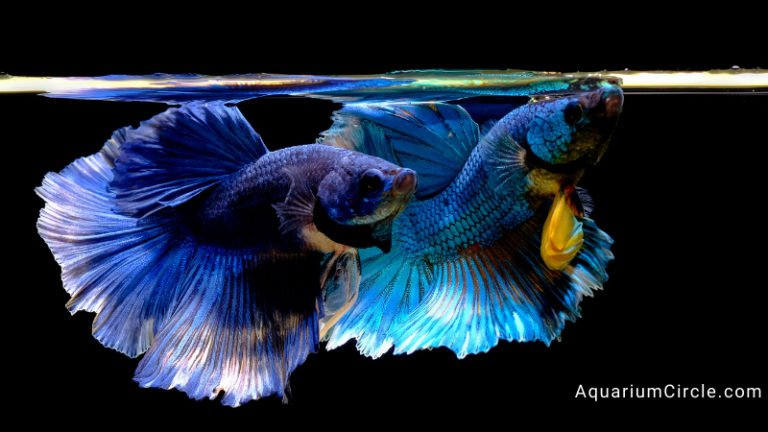 Betta Fish Bloated - 4 Important Things You Should Know About Bloated ...