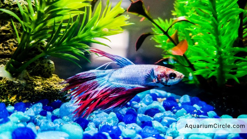 Dropsy Betta - Symptoms, Causes And How To Treat Dropsy In Betta Fish