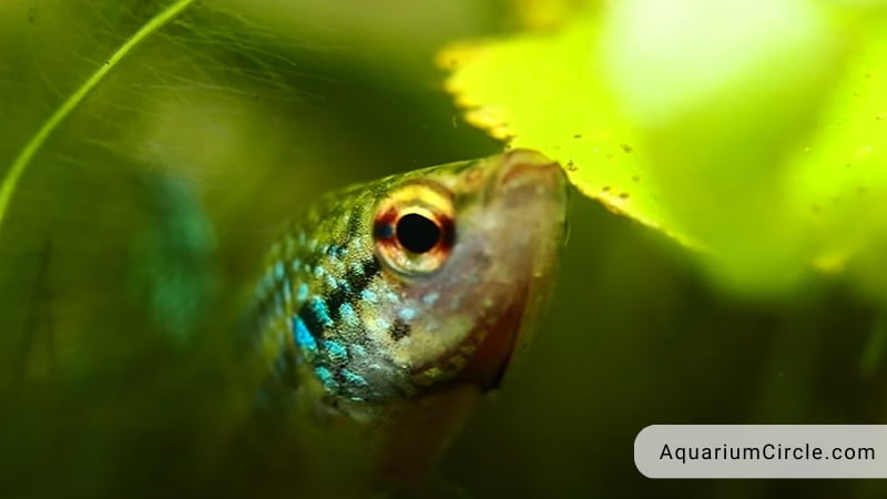 Betta Fish Natural Habitat - AquariumCircle.com