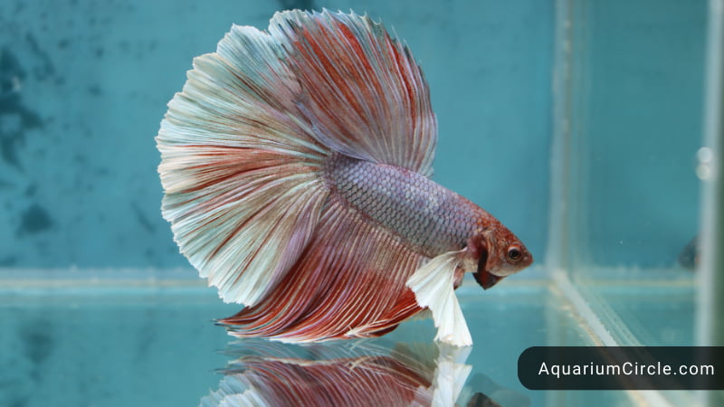 How To Tell If Your Betta Fish Is Happy? 6 Important Signs To Look For ...