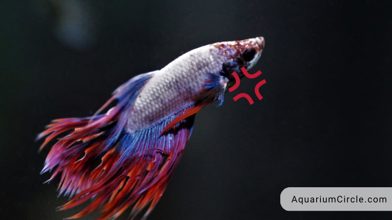 Can Male And Female Betta Fish Live Together? - AquariumCircle.com